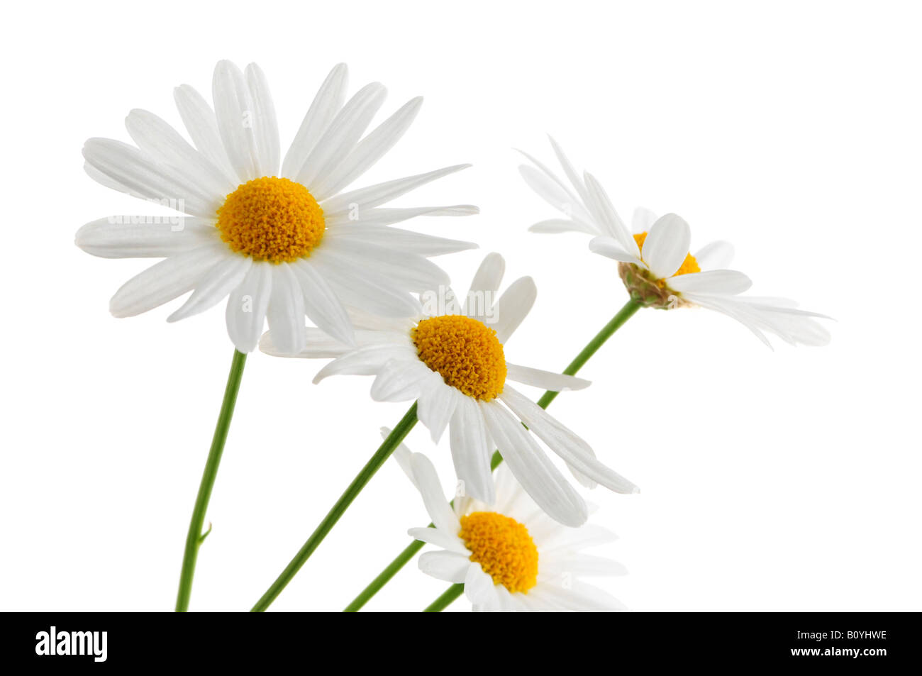 Daisy flowers isolated on white background Stock Photo - Alamy