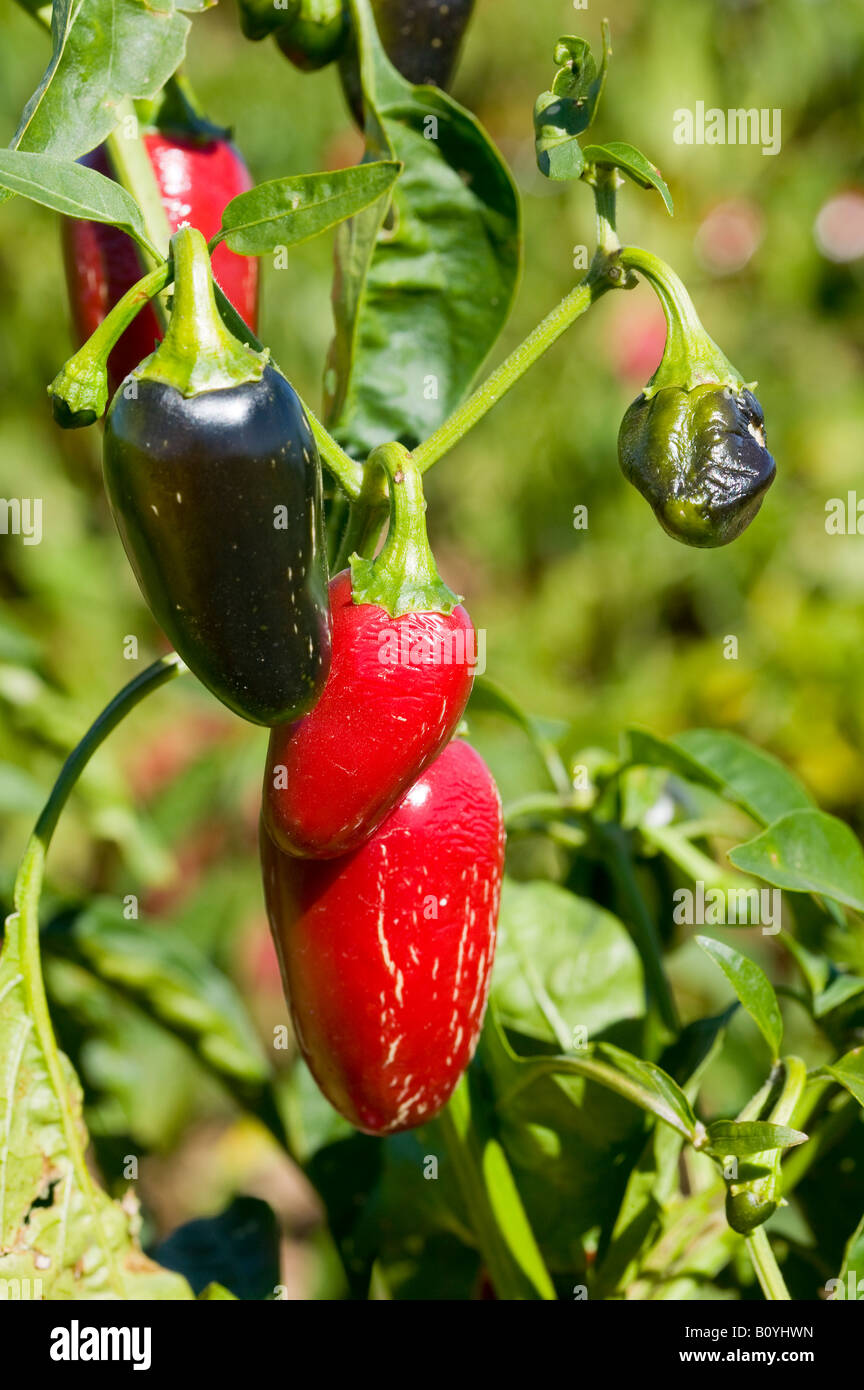 Jalapeno peppers maturing on plant Stock Photo - Alamy
