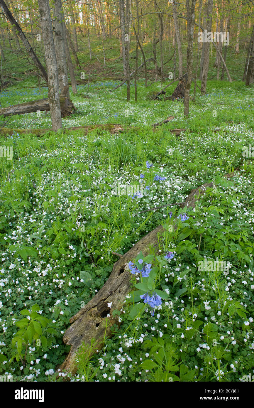 bluebells and anemone, Vernon Springs County Park, Howard County, Iowa ...