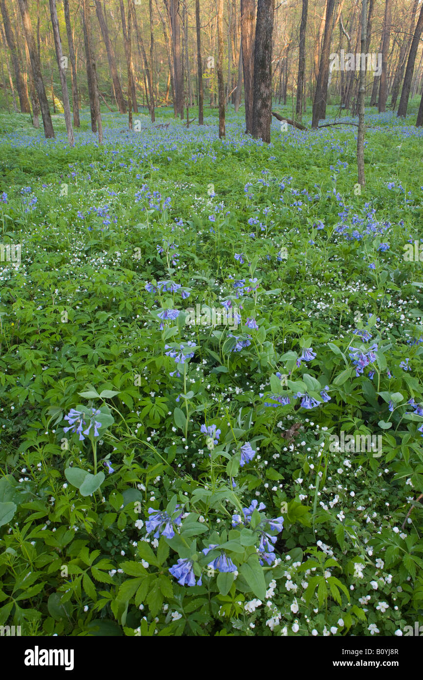 Vernon springs county park hi-res stock photography and images - Alamy