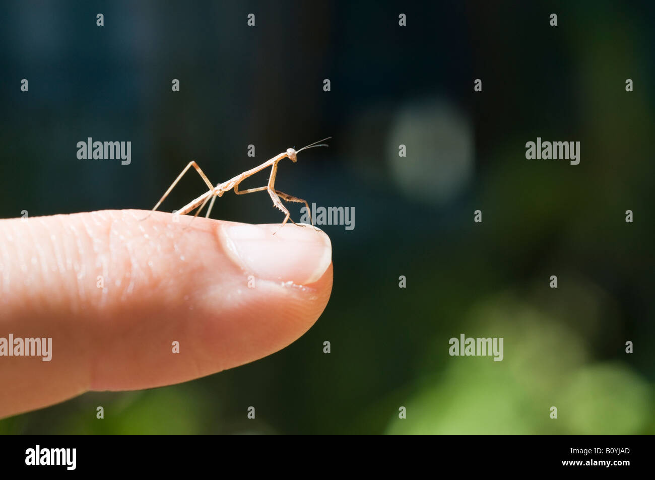 Finger perch hi-res stock photography and images - Alamy