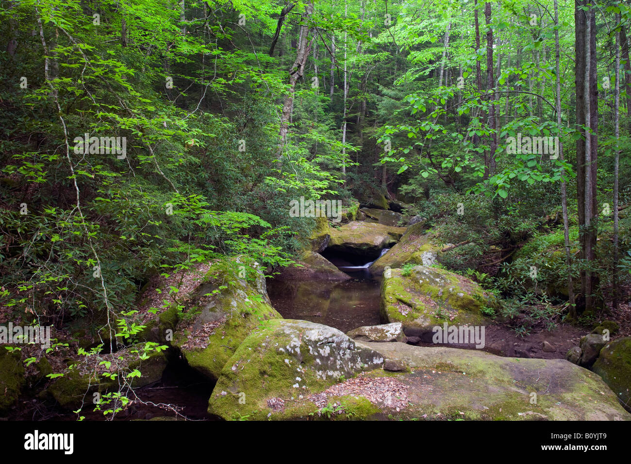 Fall Branch, Big South Fork National River and Recreation Area ...