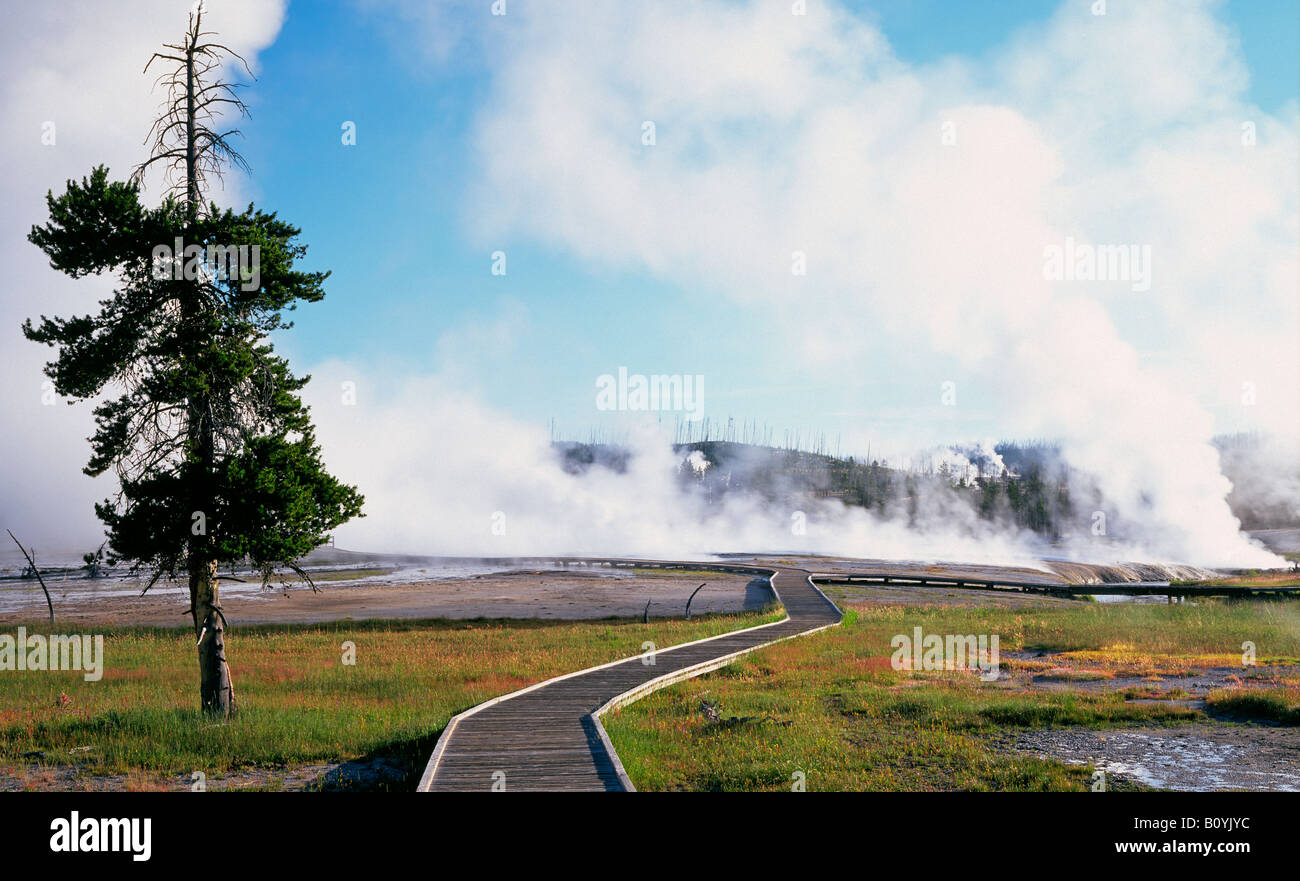 A steamy morning at a geyser basin near old faithful geyser in ...