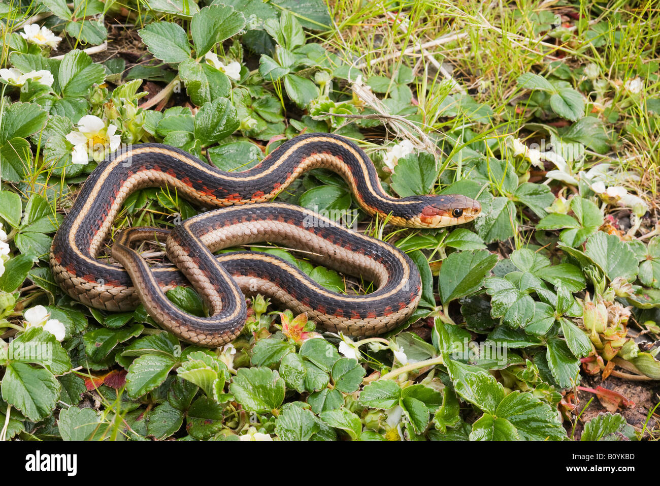 Red Sided Garter Snake