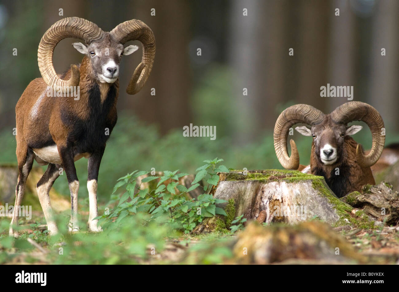 Mouflon Sheep Stock Photos & Mouflon Sheep Stock Images - Alamy