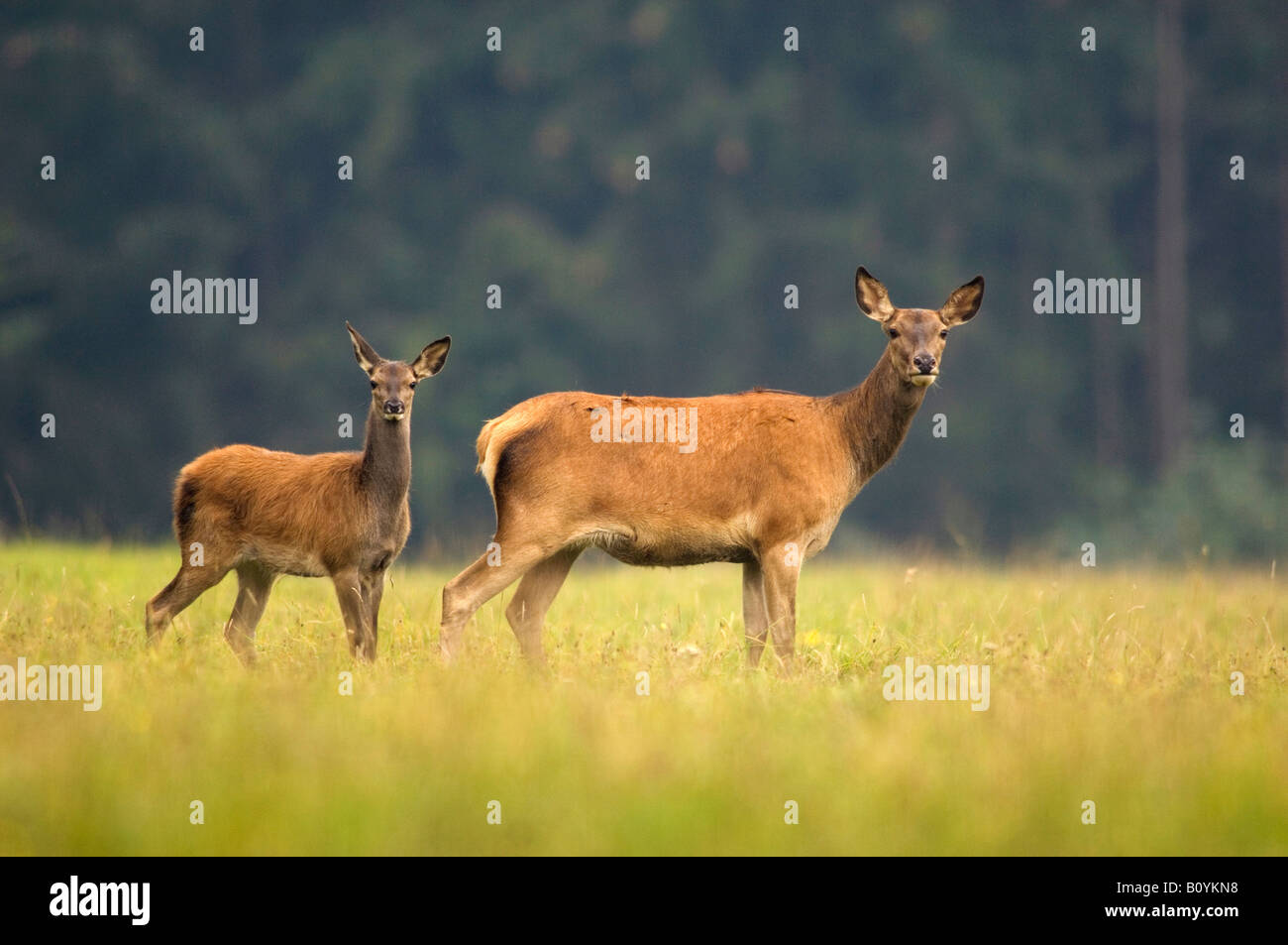 Doe and deer calf (cervus elaphus Stock Photo - Alamy