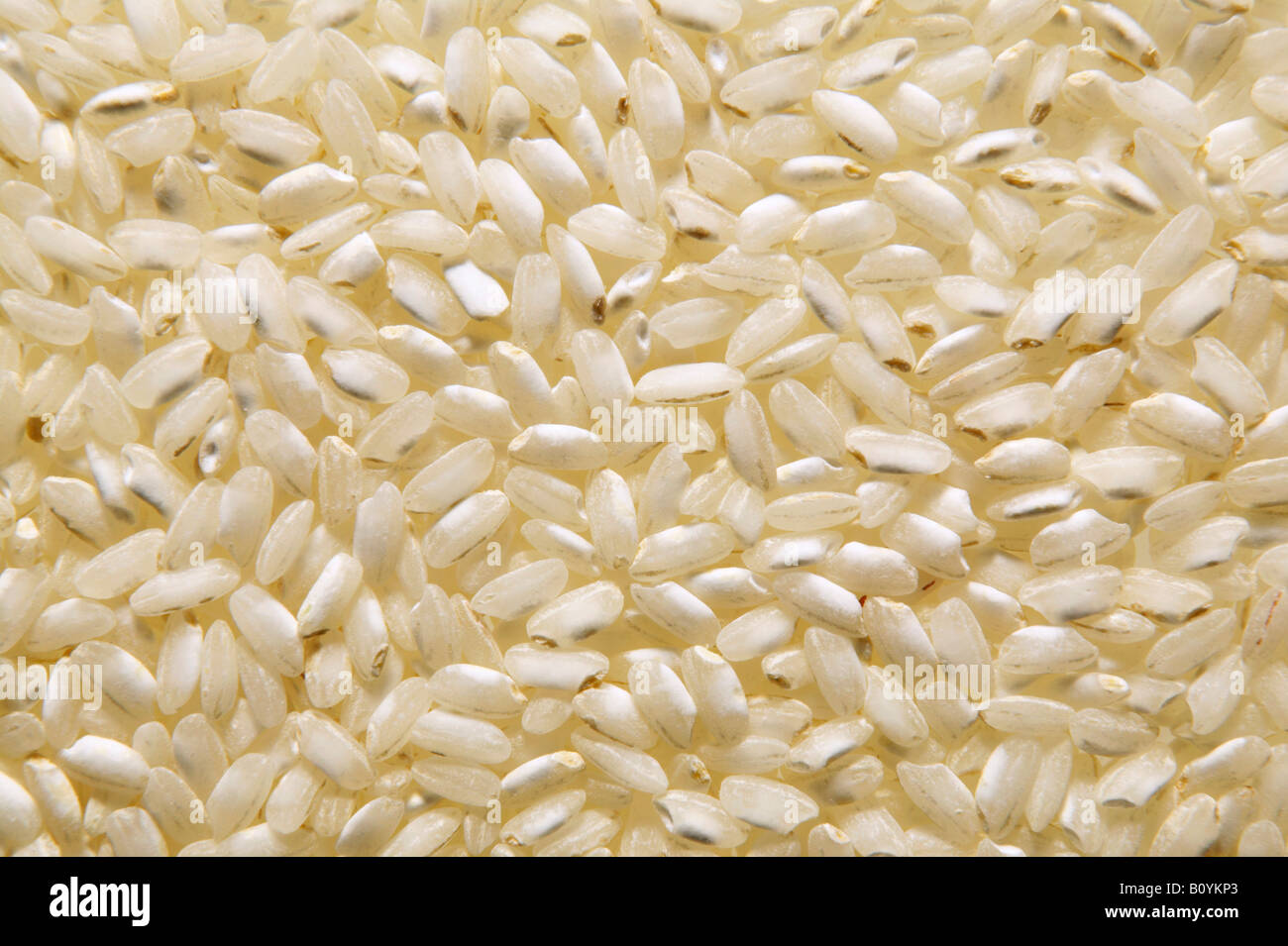 Round grain rice hi-res stock photography and images - Alamy