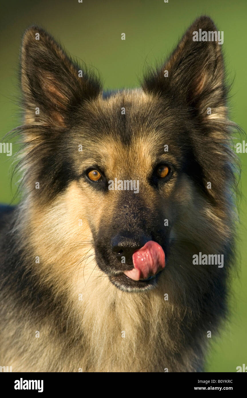 Dog without hair hi-res stock photography and images - Alamy