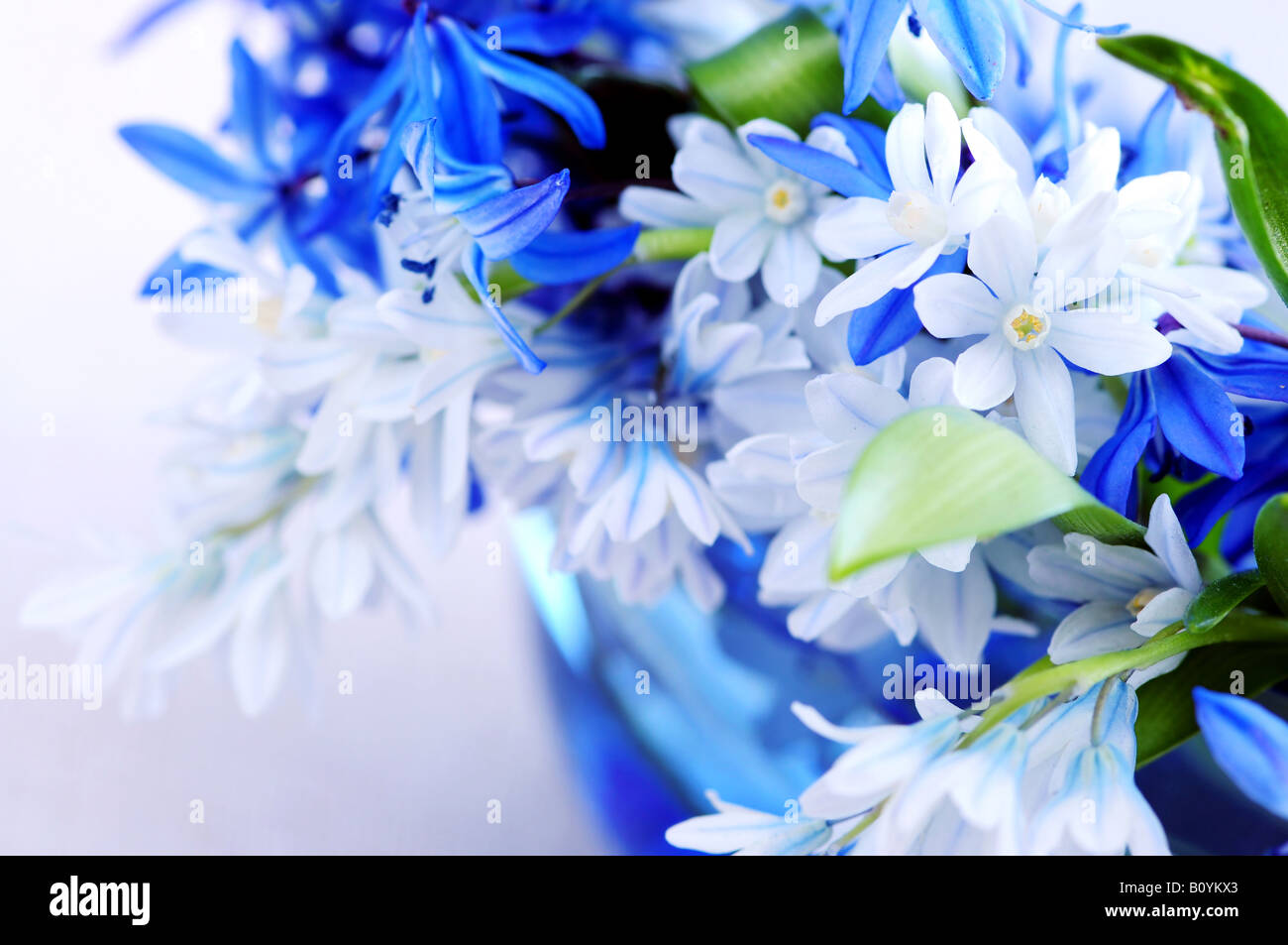 Blue bouquet of first spring flowers closeup Stock Photo - Alamy