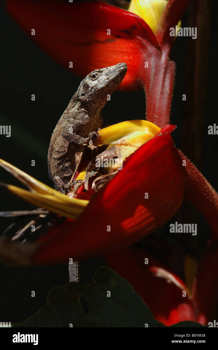Geco tropicale hi-res stock photography and images - Alamy