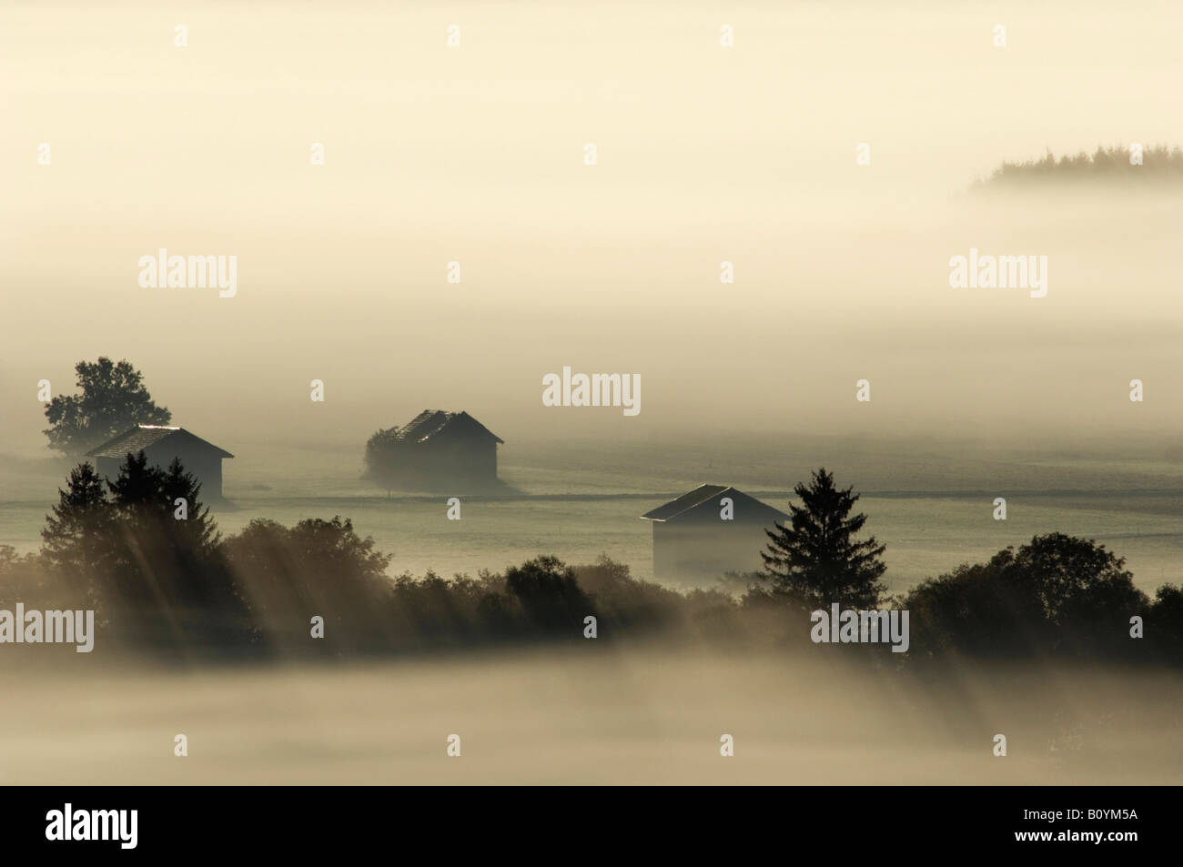Germany, Bavaria, Landscape in morning mist Stock Photo - Alamy