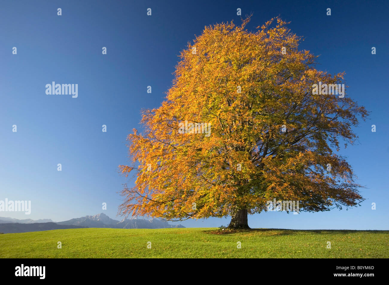 Germany, Bavaria, Single beech tree (Fagus sylvatica Stock Photo - Alamy