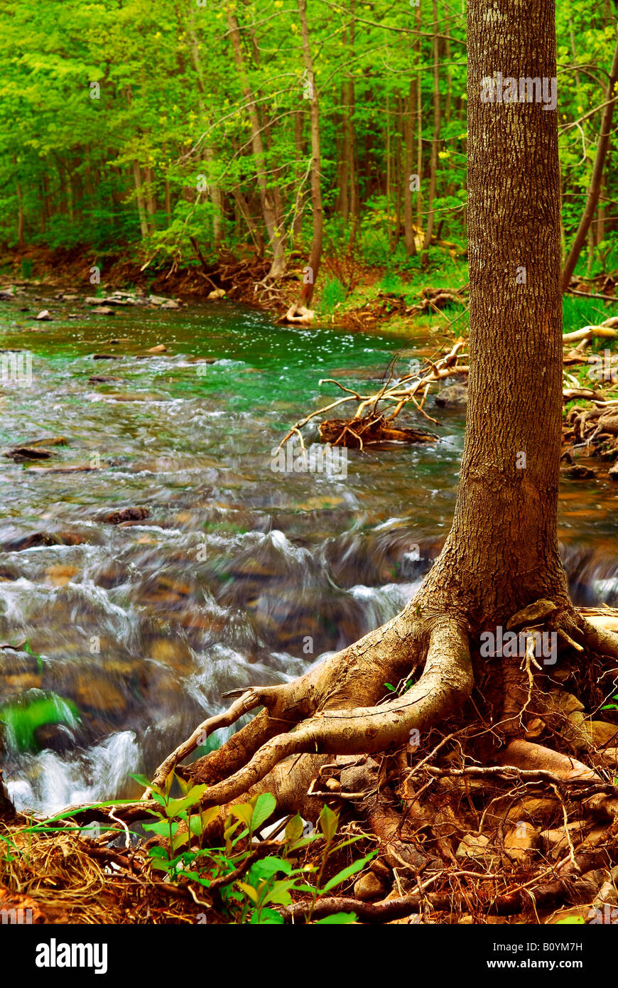 Tree roots hi-res stock photography and images - Alamy
