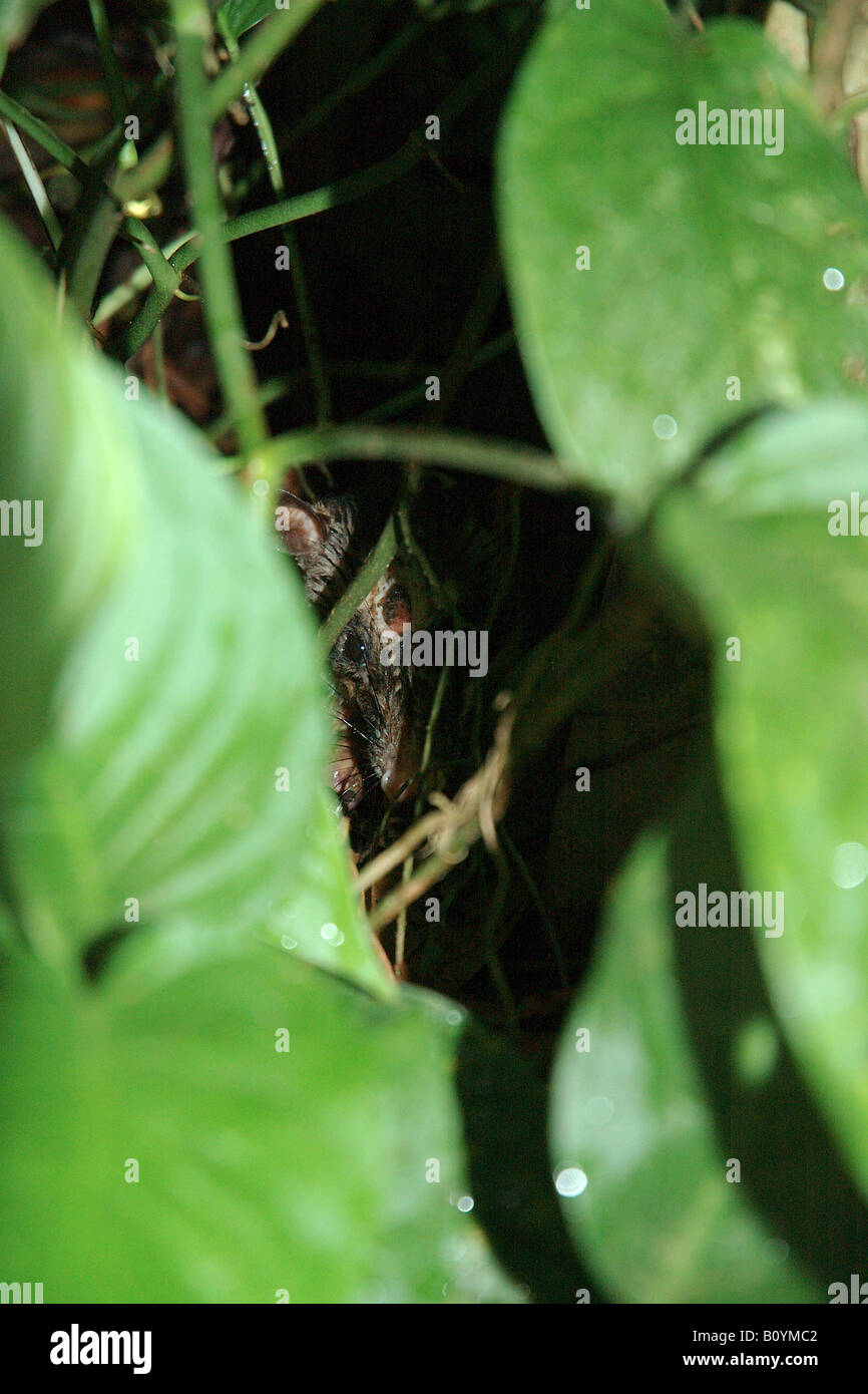 opossum Didelphis marsupialis Hacienda Barù Dominical Costarica rain ...