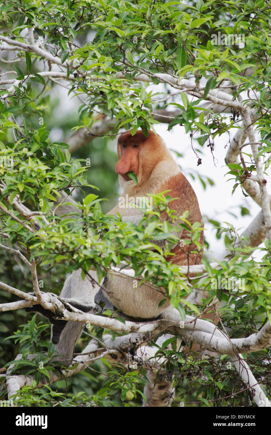 Bulbous Nose High Resolution Stock Photography and Images - Alamy