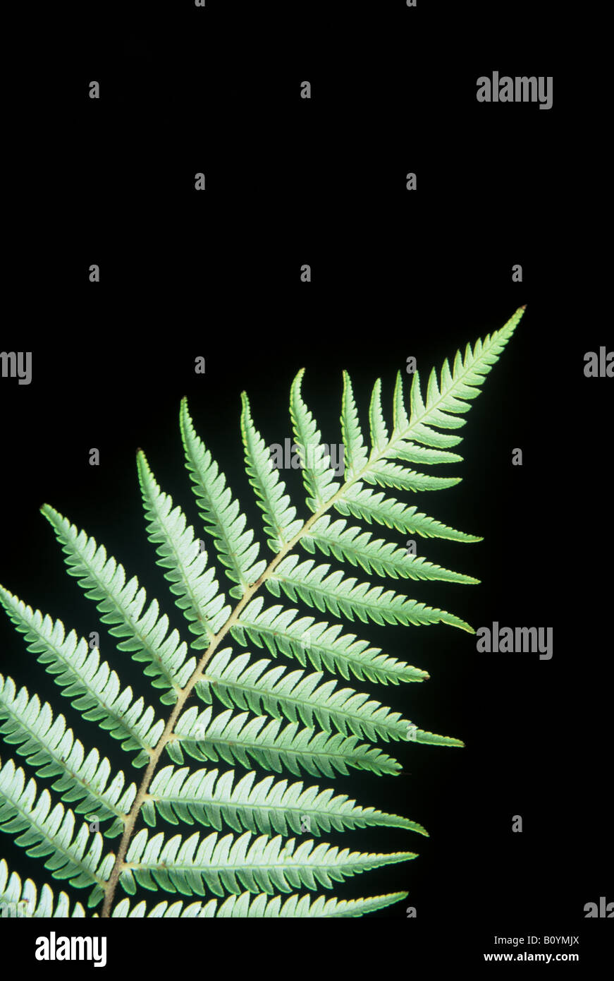 Silver Fern Frond underside Cyathea dealbata Stock Photo - Alamy