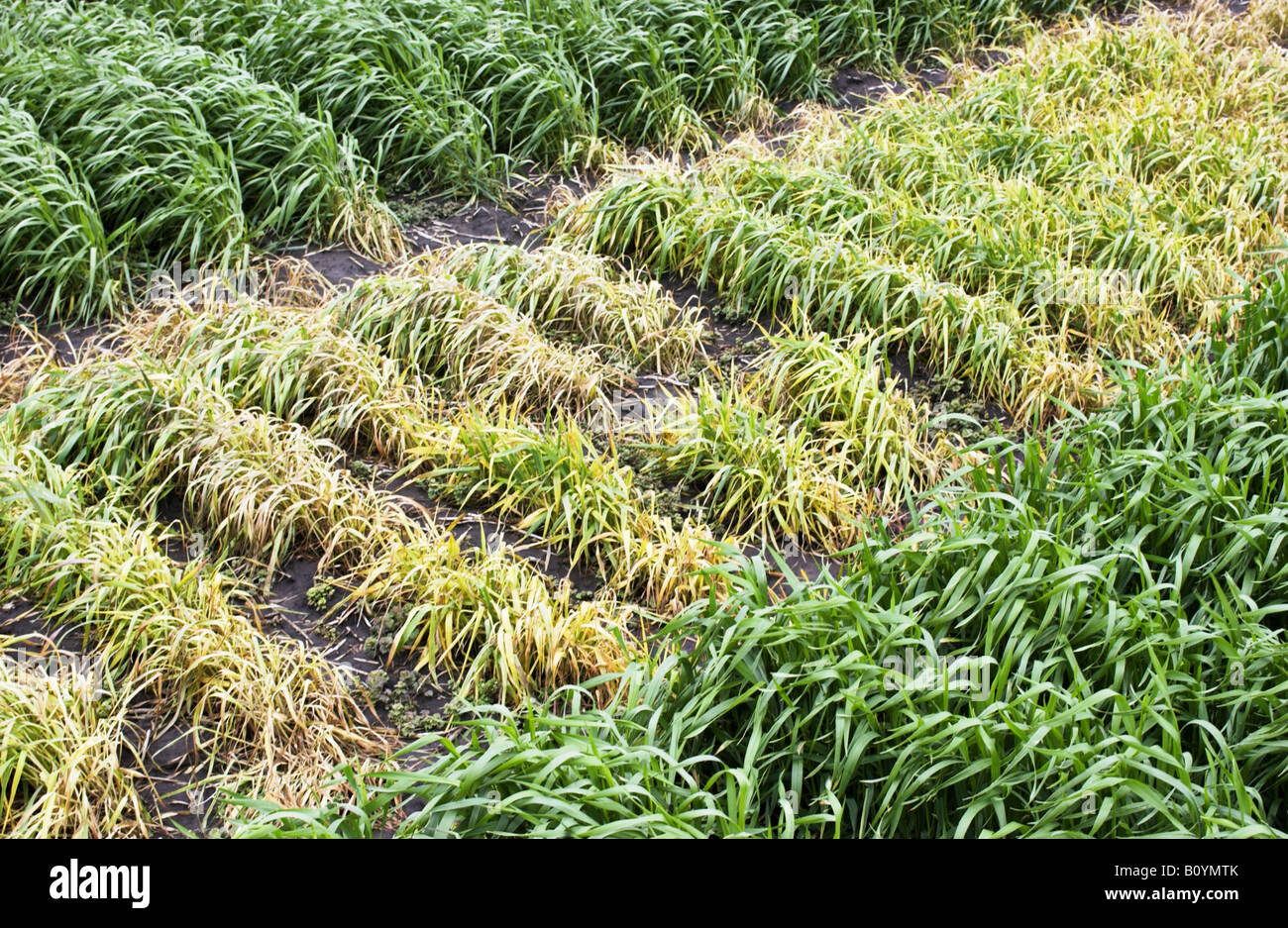 Pathways through the research field are laid out by spraying herbicides ...