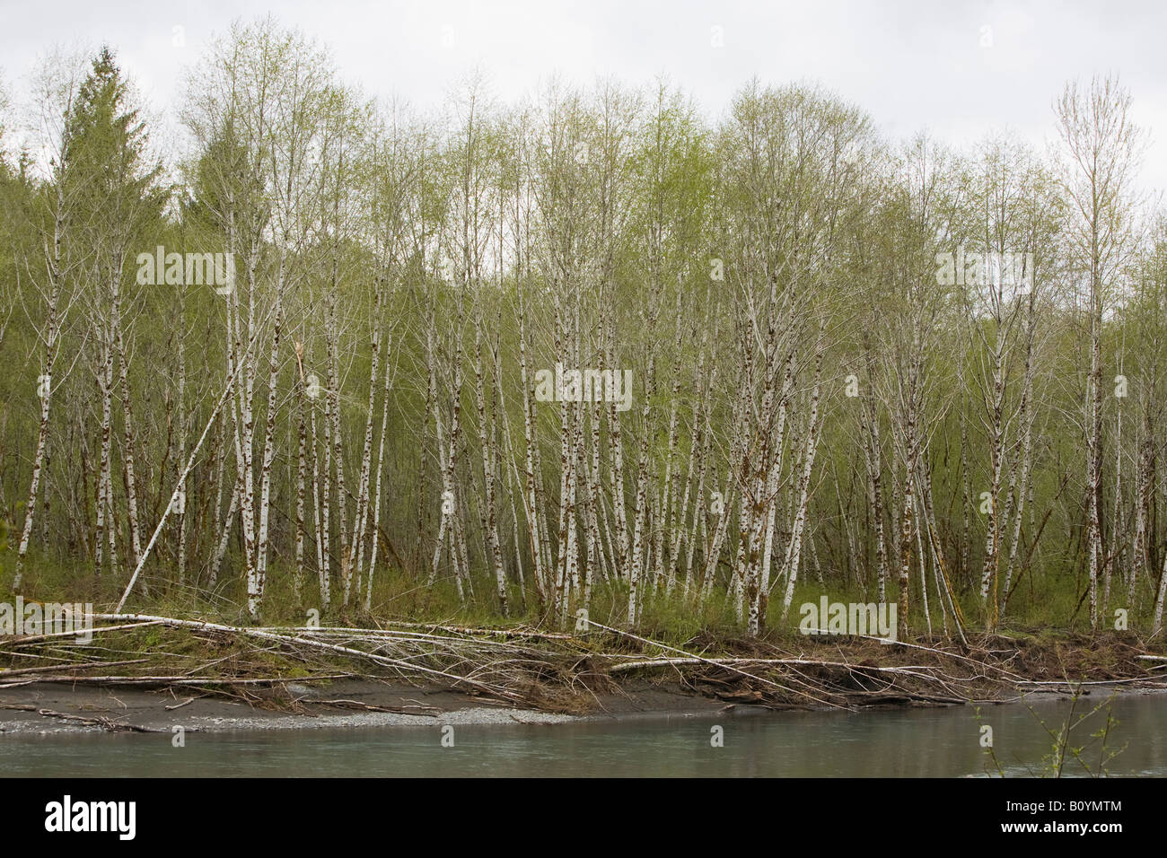 Red alder hi-res stock photography and images - Alamy