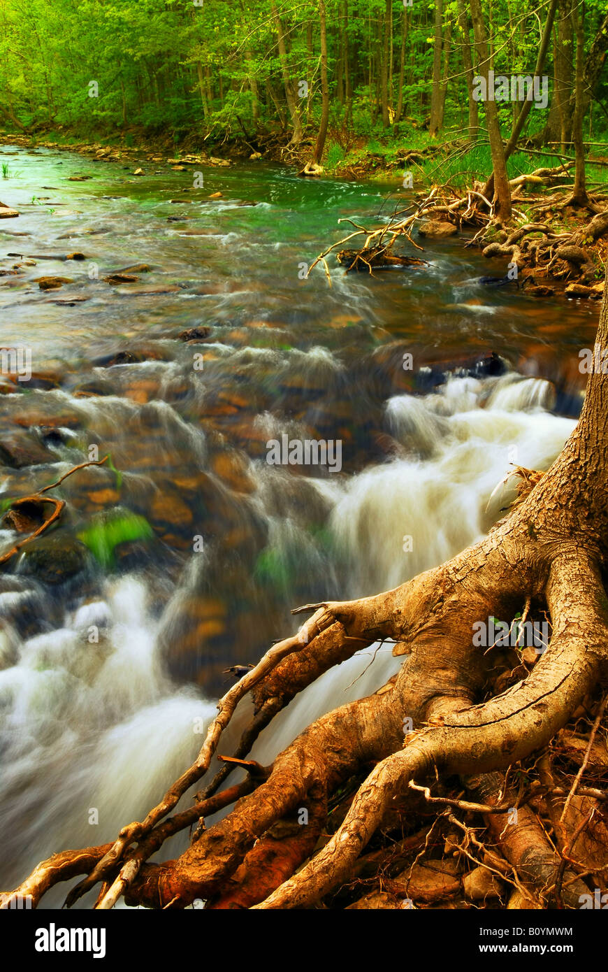River flowing among green trees in a forest Stock Photo - Alamy
