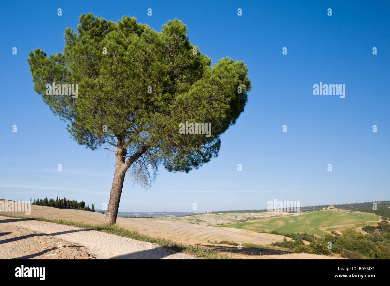 Italy, Tuscany, Pine tree Stock Photo - Alamy