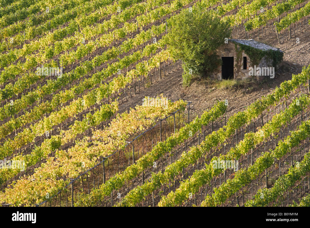Elevated shed hi-res stock photography and images - Alamy