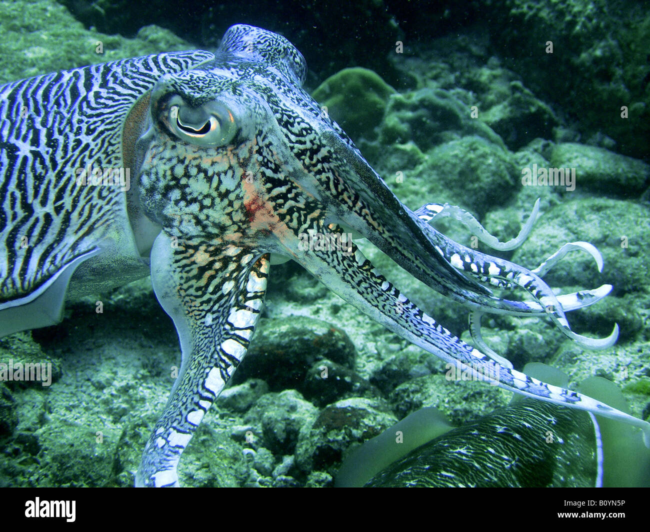 Pharaoh cuttlefish Sepia pharaonis underwater live Stock Photo - Alamy