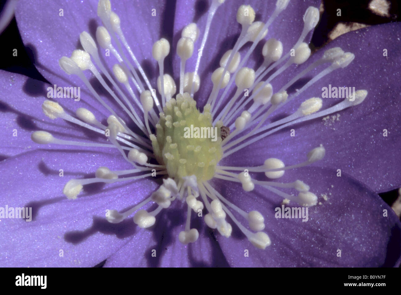 Fiore di corolla hi-res stock photography and images - Alamy