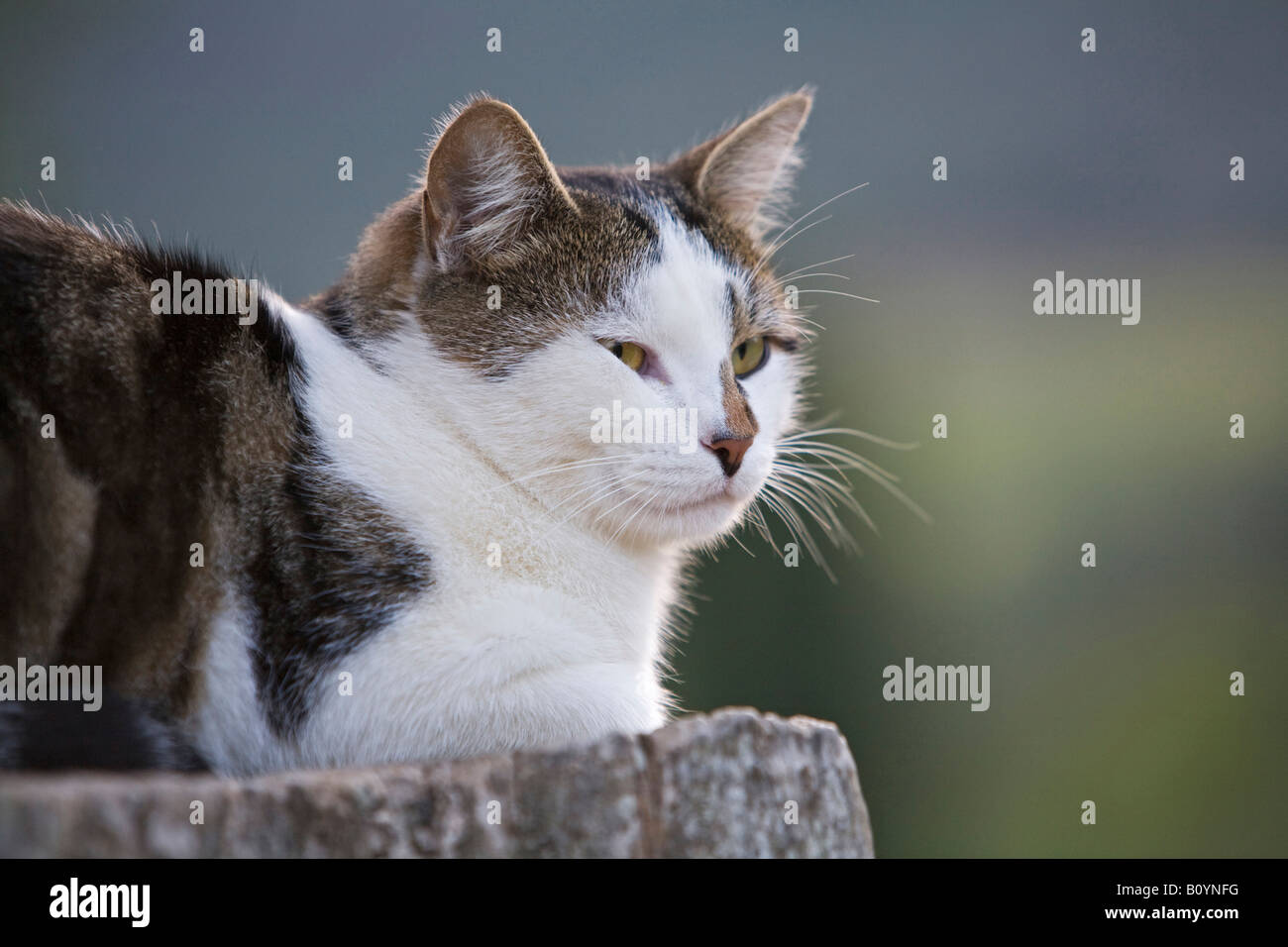 Portrait cat hi-res stock photography and images - Alamy