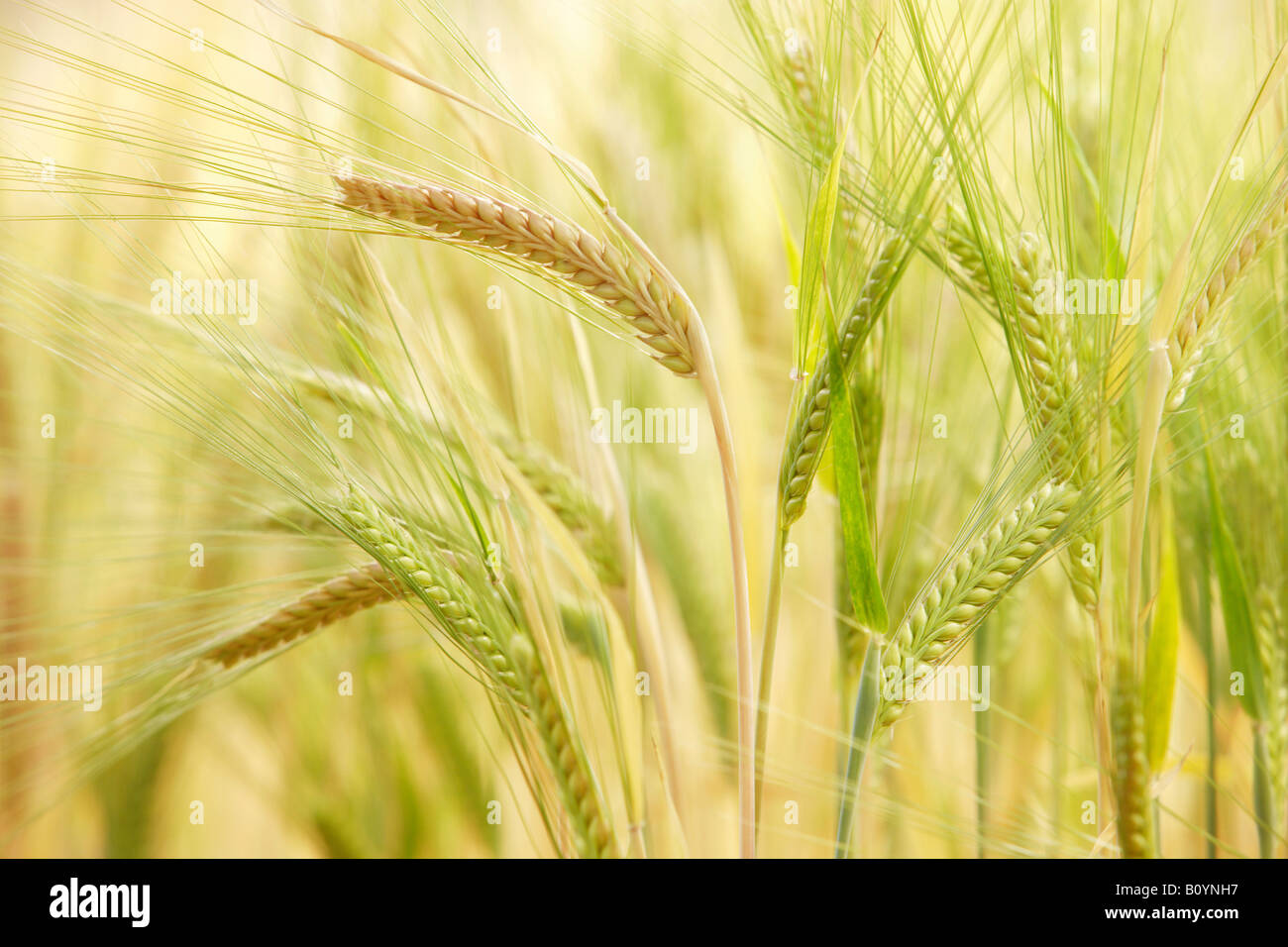 Inflorescence type hi-res stock photography and images - Alamy