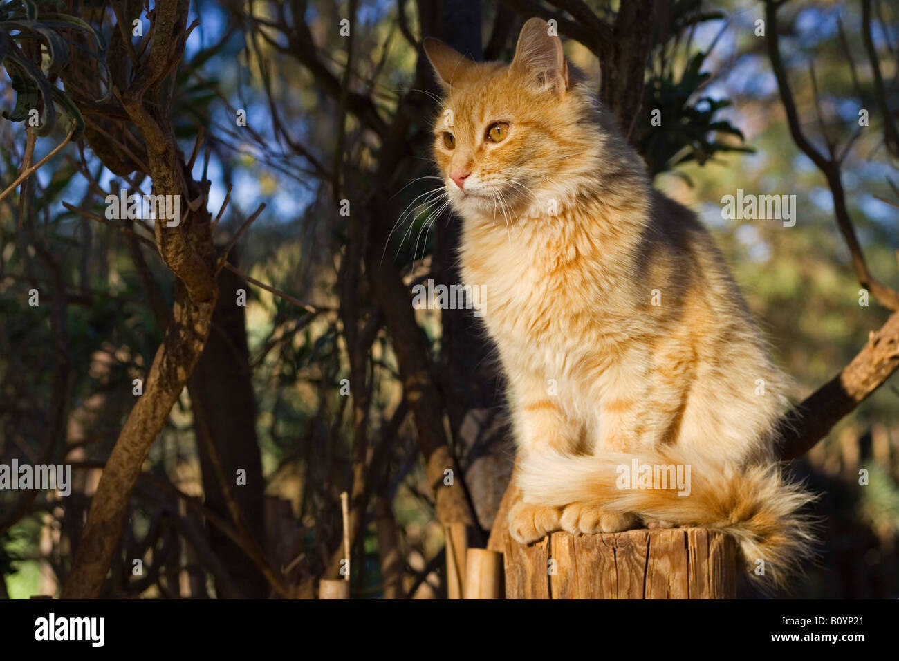 Portrait cat hi-res stock photography and images - Alamy