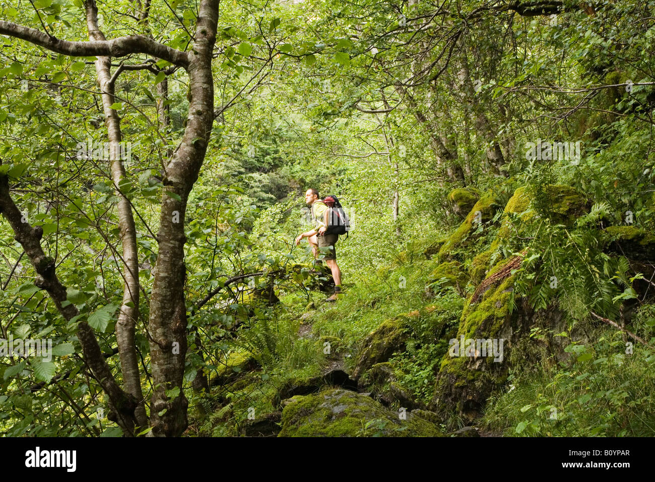 Hiker in the forest Stock Photo - Alamy