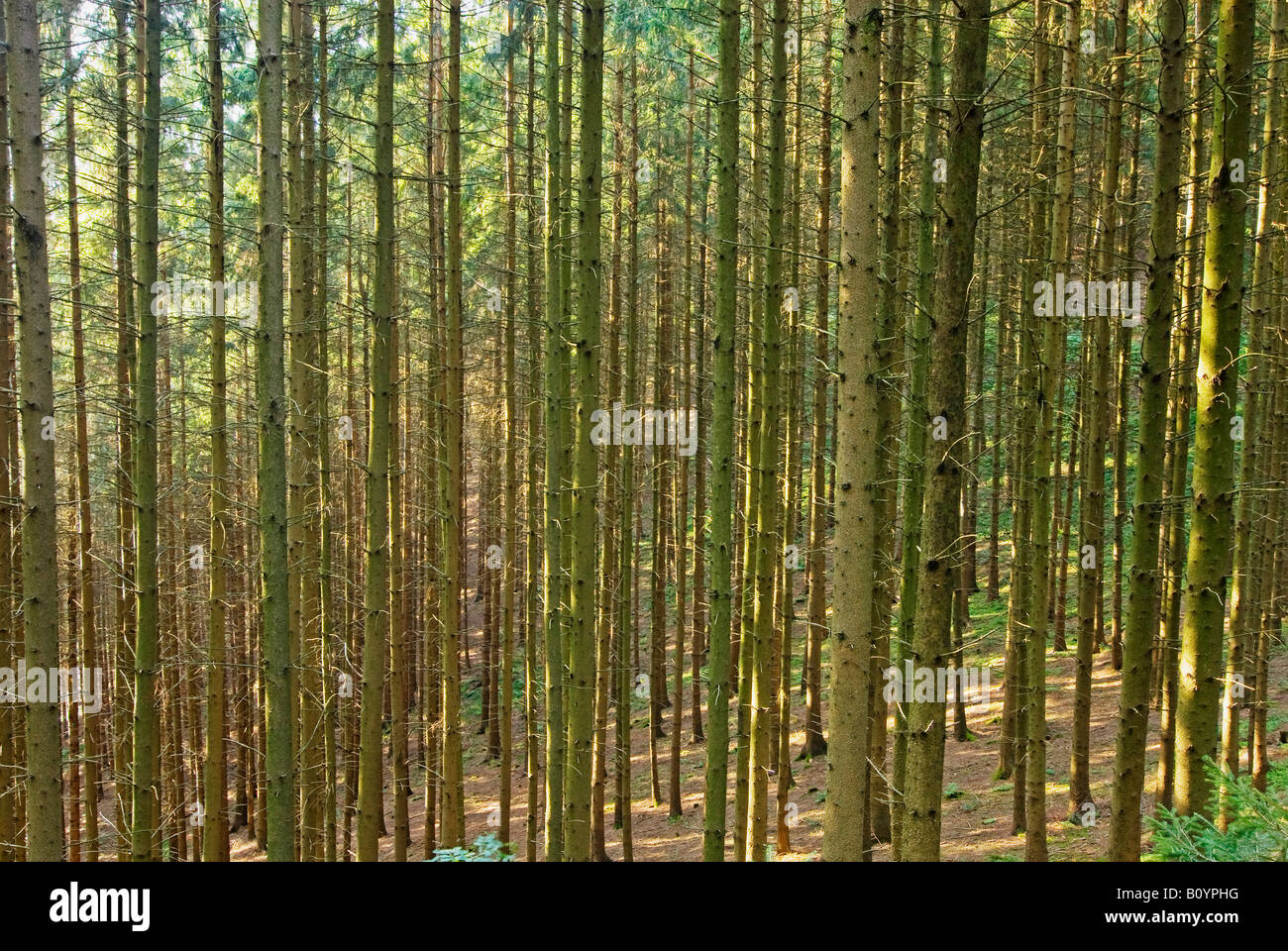 Germany, Black forest, Bollenbach, Forest Stock Photo - Alamy