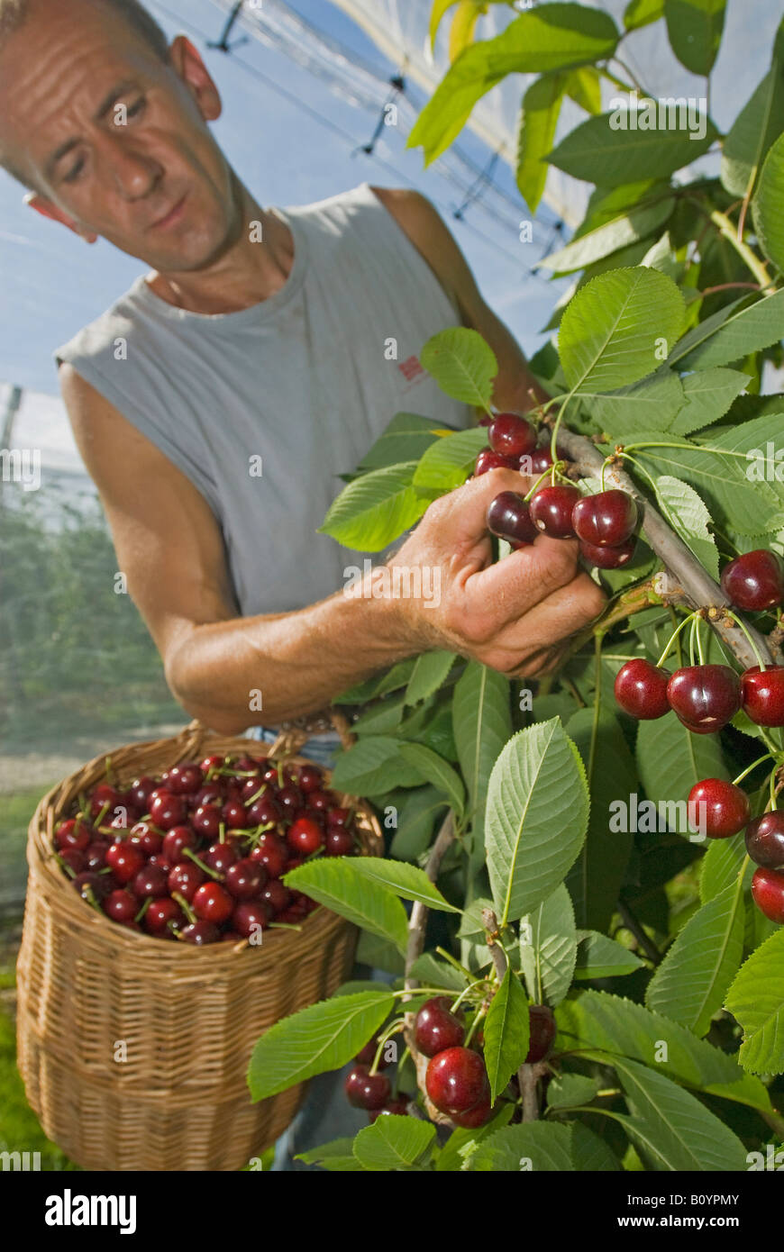Cherry trees and farmers hi-res stock photography and images - Alamy