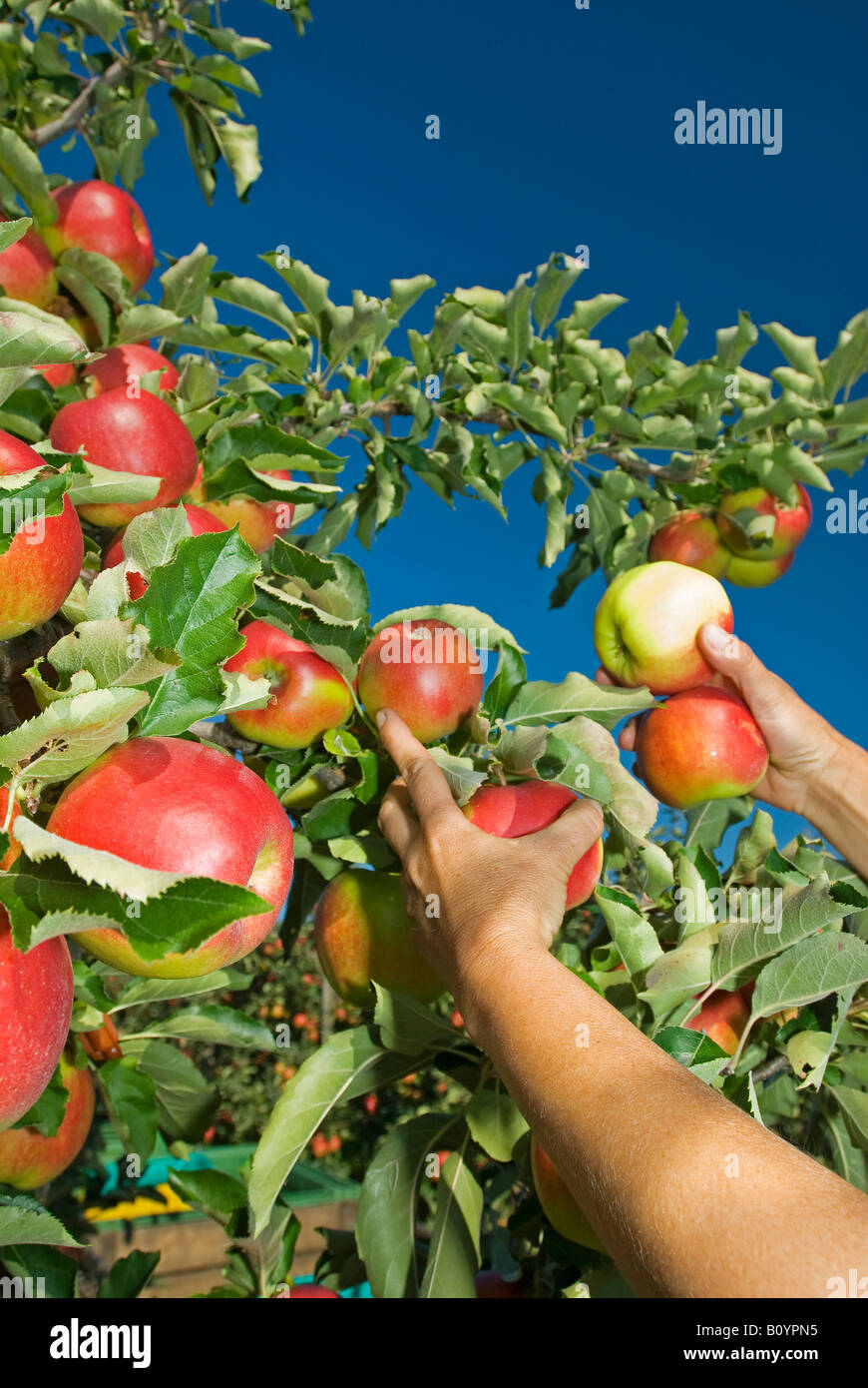 Pluck apples hi-res stock photography and images - Alamy