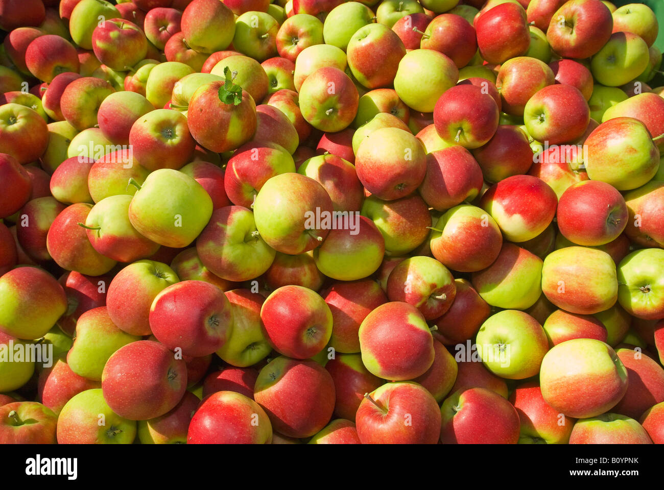 Apple crop, close up Stock Photo - Alamy