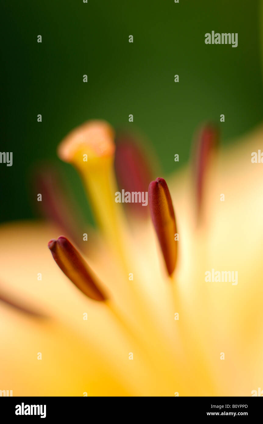 Lilie (Lilium), close up Stock Photo - Alamy