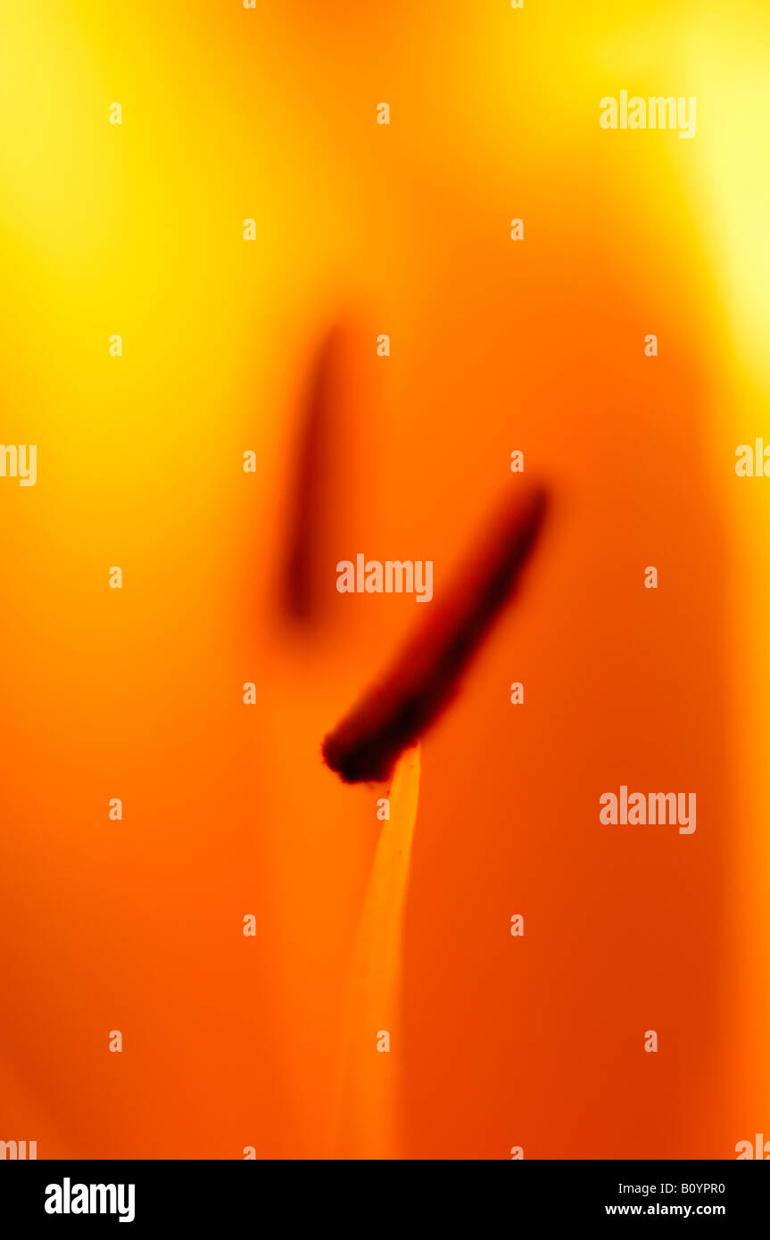 Lilium close up hi-res stock photography and images - Alamy
