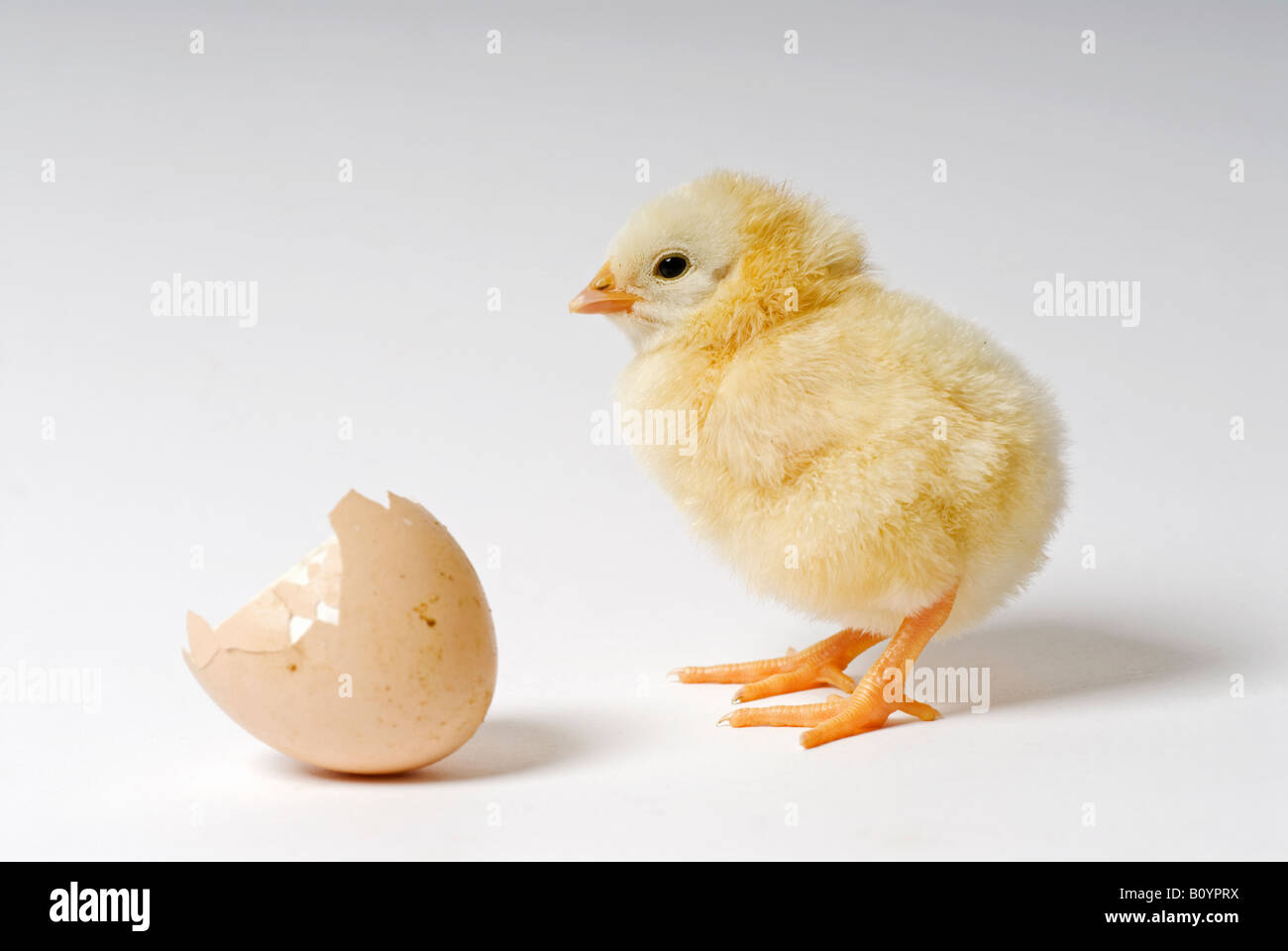 Stock photo of a baby chick standing next to a cracked egg shell Stock ...