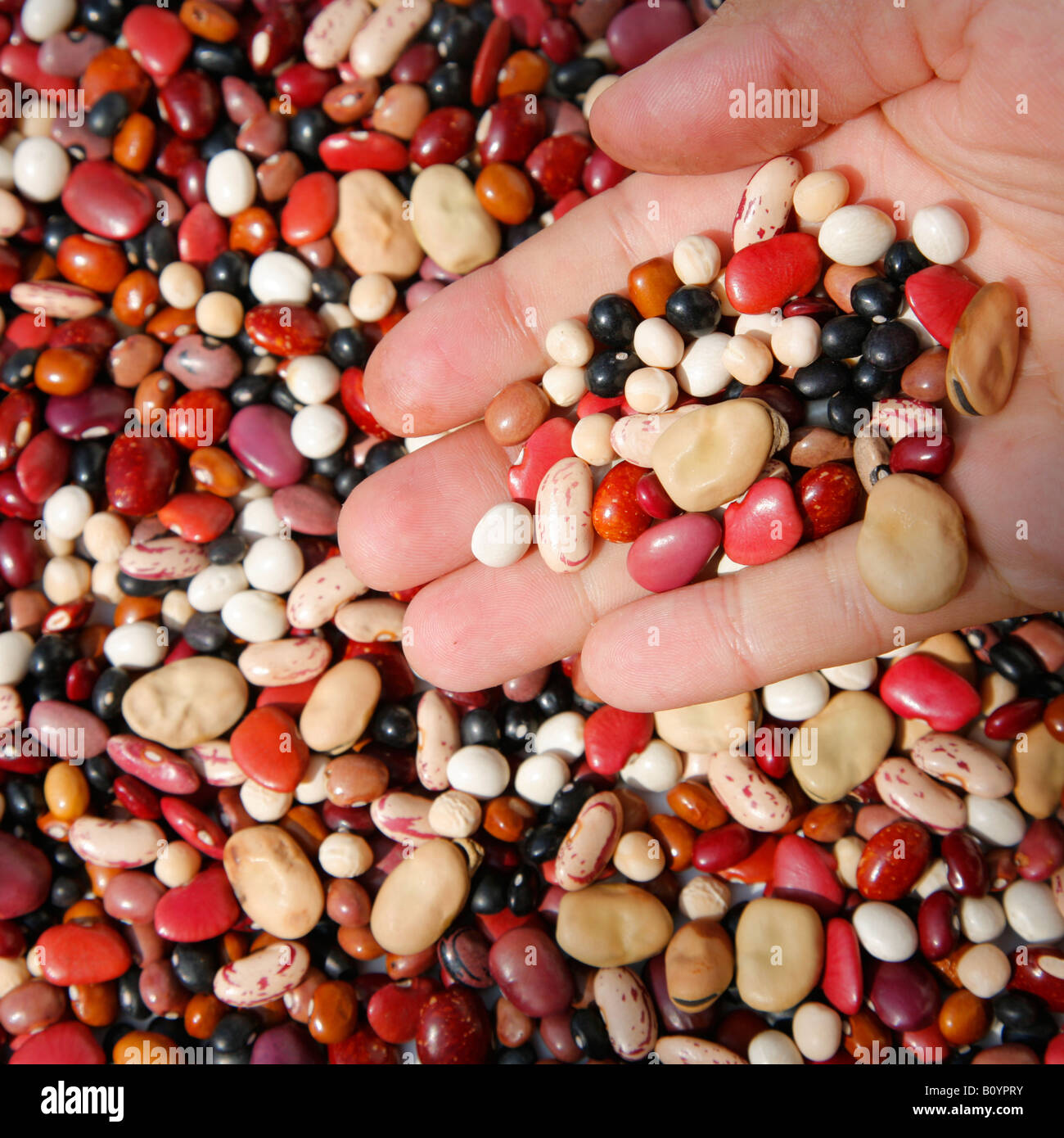 Incredible harvest hi-res stock photography and images - Alamy