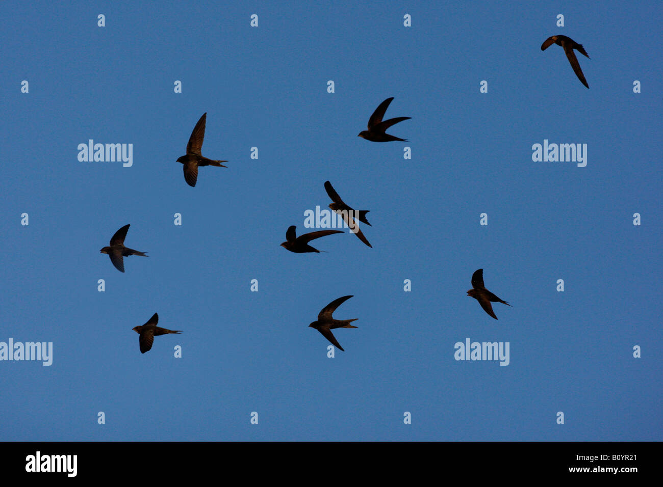 Swift bird hi-res stock photography and images - Alamy