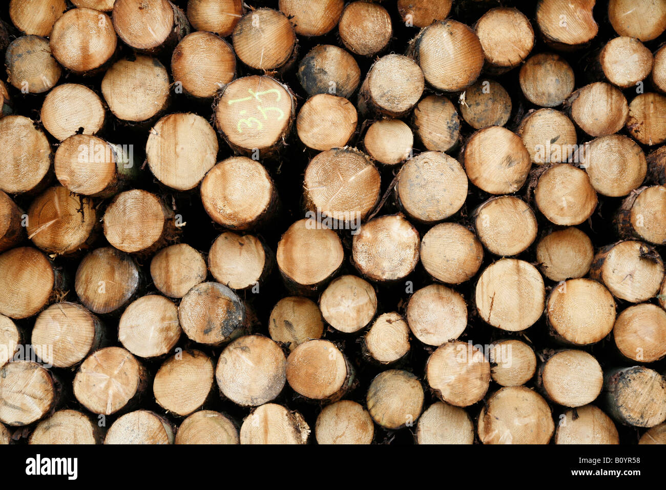 Cut Pine Tree Logs, planed softwood construction building timber at ...