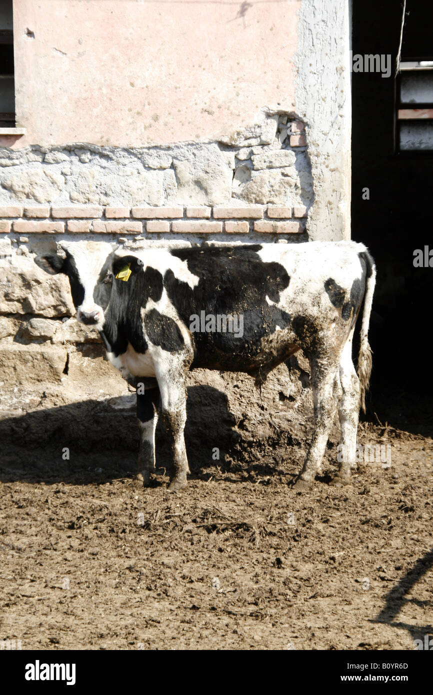 one cow in muddy farm yard Stock Photo - Alamy