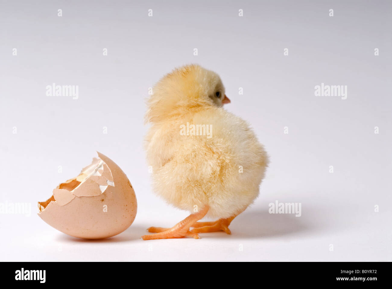 Stock photo of a baby chick standing next to a cracked egg shell Stock ...