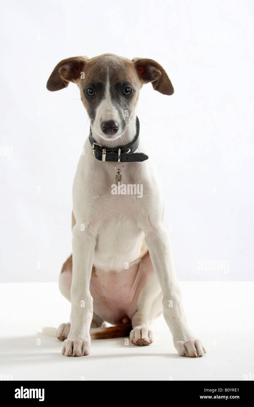 Eye whippet hi-res stock photography and images - Alamy