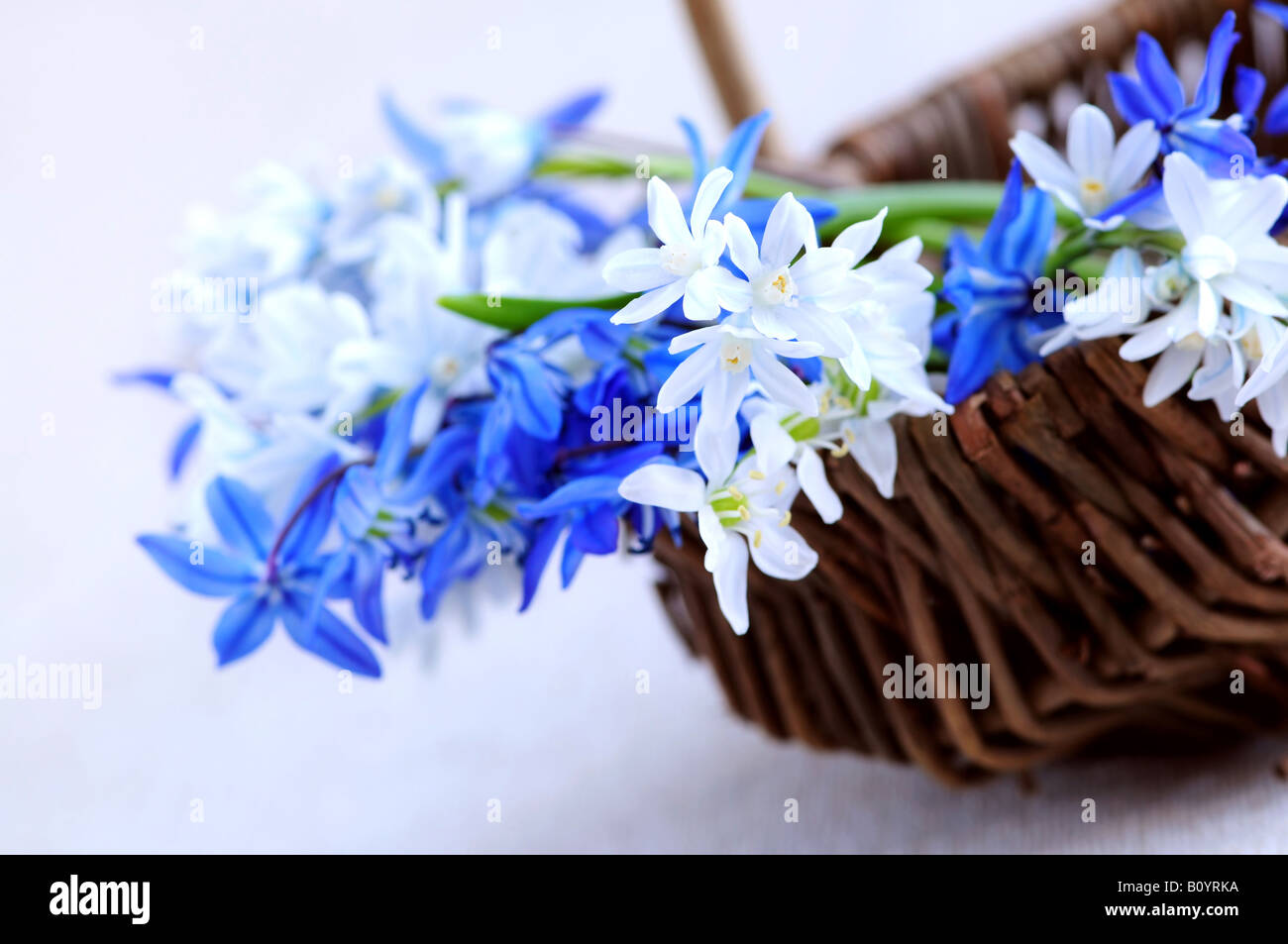 Blue bouquet of first spring flowers closeup Stock Photo - Alamy