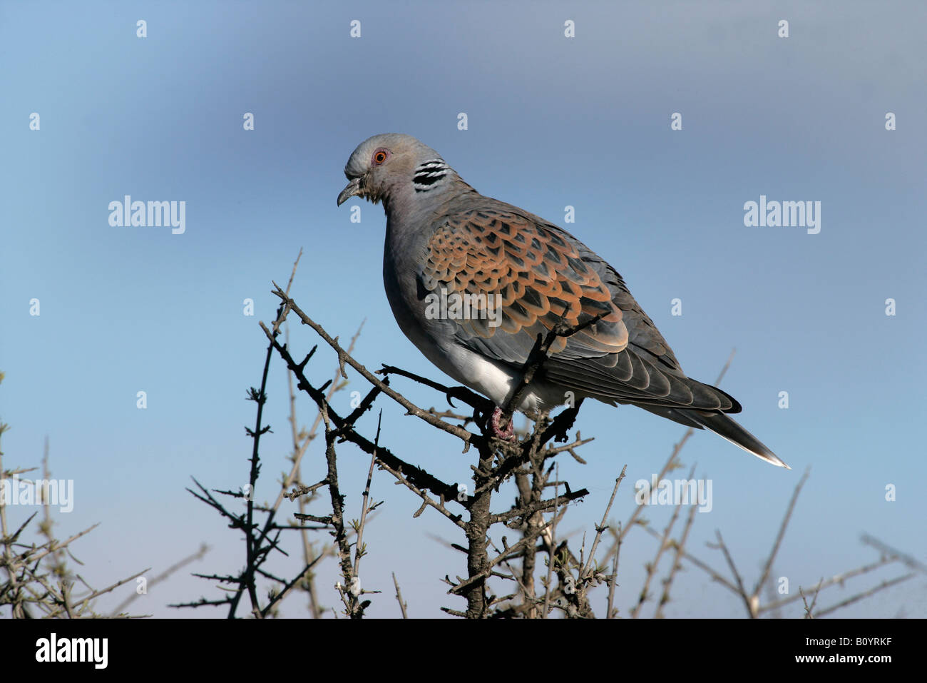 Turtle dove spain hi-res stock photography and images - Alamy