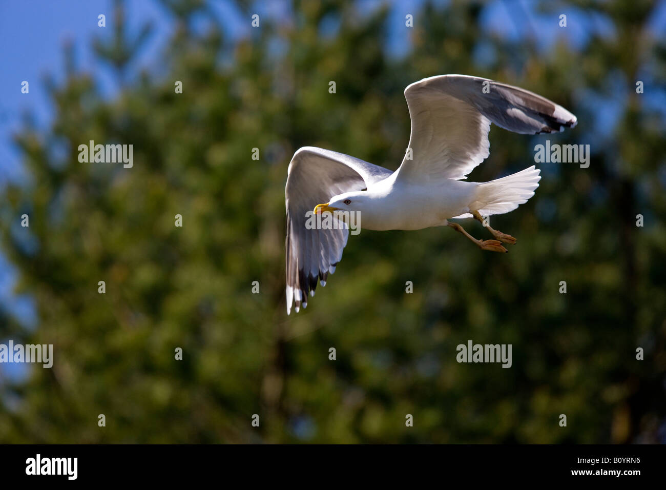 Seagull in flight on a spring morning Stock Photo - Alamy