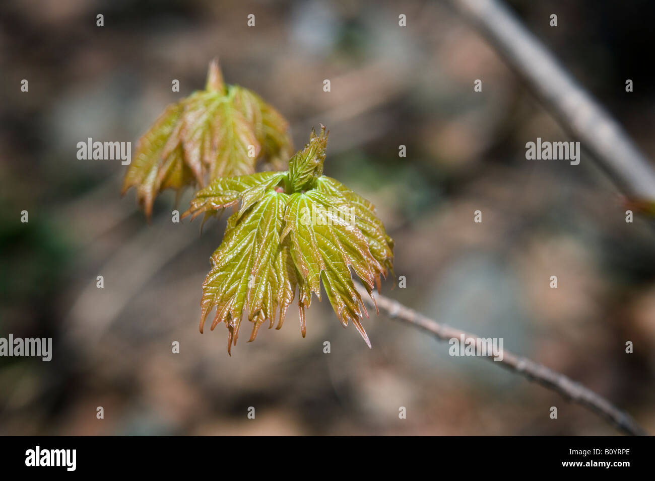 Growth emerging hi-res stock photography and images - Alamy