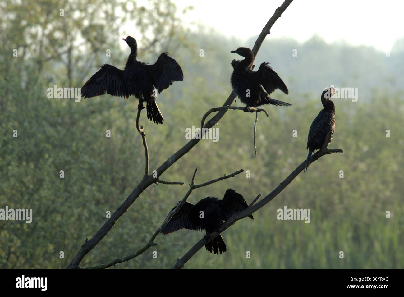 Marangone minore Phalacrocorax pygmaeus pond bog swamp stagno palude su ...