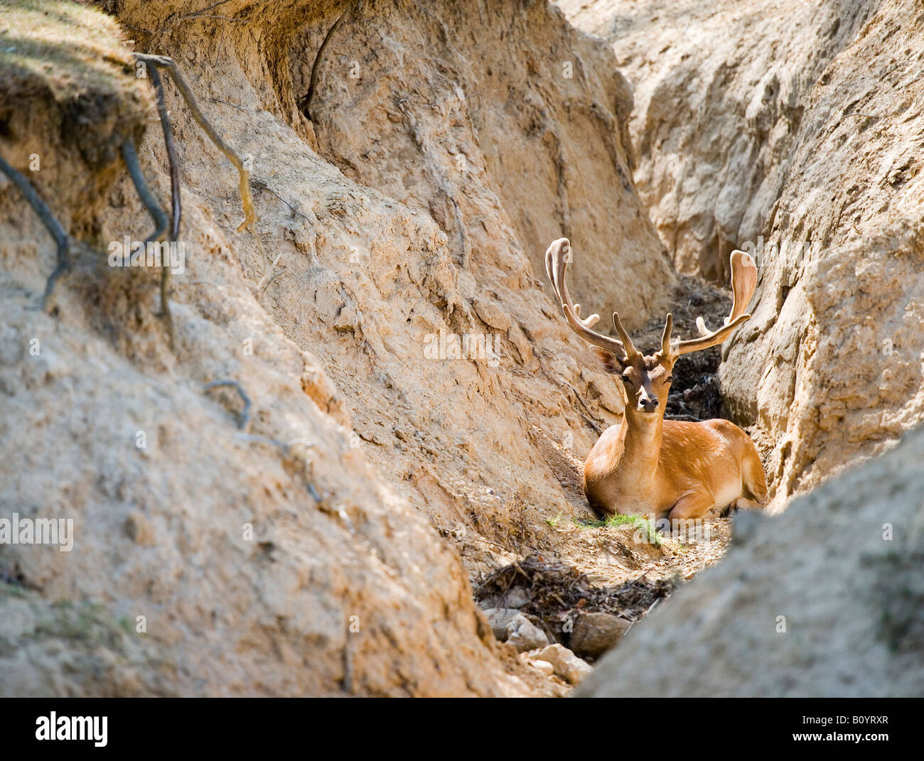 Animal deer, hiding in a crack in the stone Stock Photo - Alamy